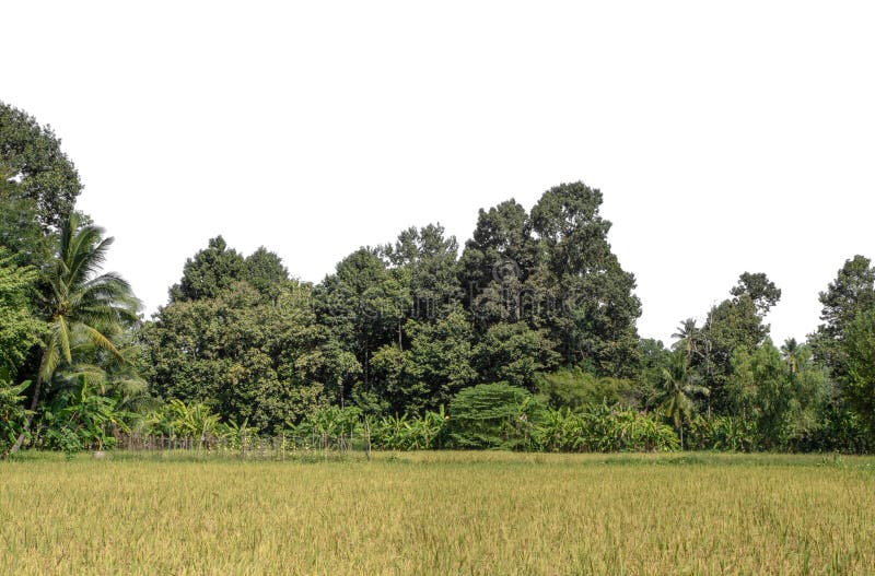 A Group of Rich Green Trees High Resolution on White Background. Stock ...