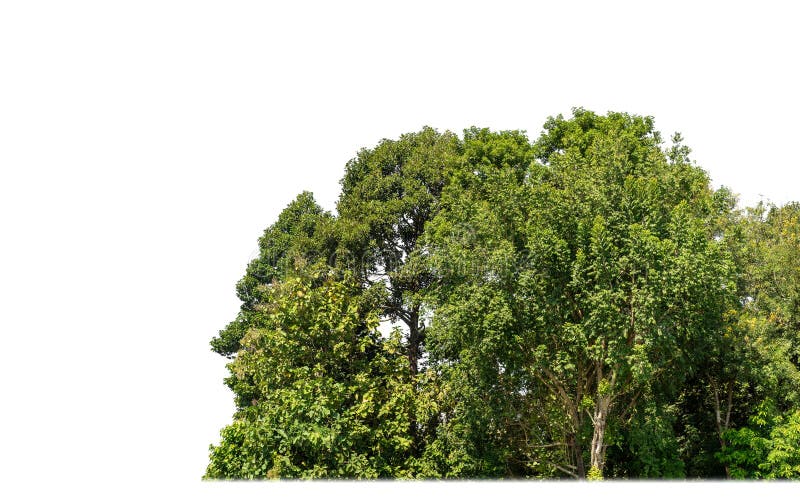 A Group of Rich Green Trees High Resolution on White Background . Stock ...