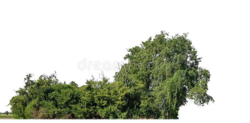 A Group of Rich Green Trees High Resolution on White Background . Stock ...