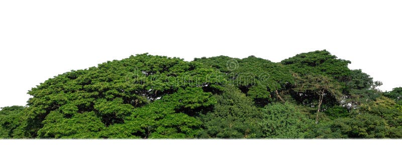 A Group of Rich Green Trees High Resolution on White Background . Stock ...