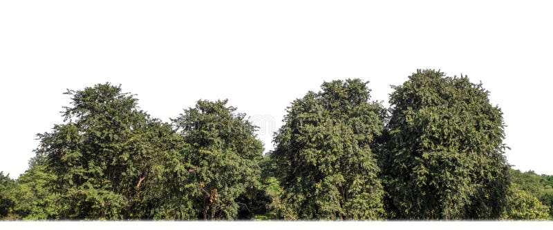 A Group of Rich Green Trees High Resolution on White Background . Stock ...