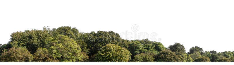 A Group of Rich Green Trees High Resolution on White Background . Stock ...