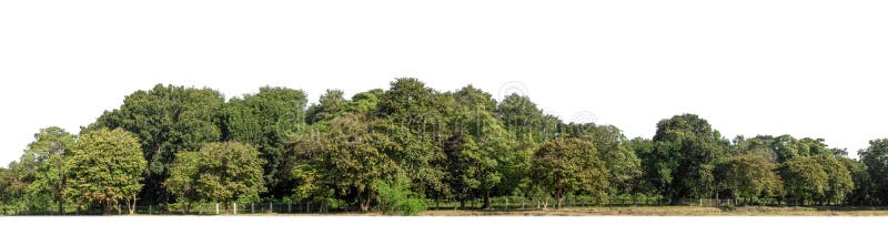 A Group of Rich Green Trees High Resolution on White Background . Stock ...