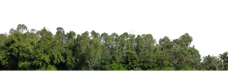A Group of Rich Green Trees High Resolution on White Background Stock ...