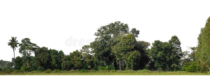 A Group of Rich Green Trees High Resolution on White Background . Stock ...