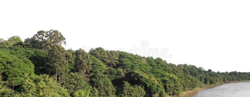 A Group of Rich Green Trees High Resolution on White Background. Stock ...