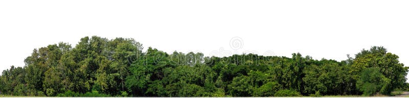 A Group of Rich Green Trees High Resolution on White Background . Stock ...