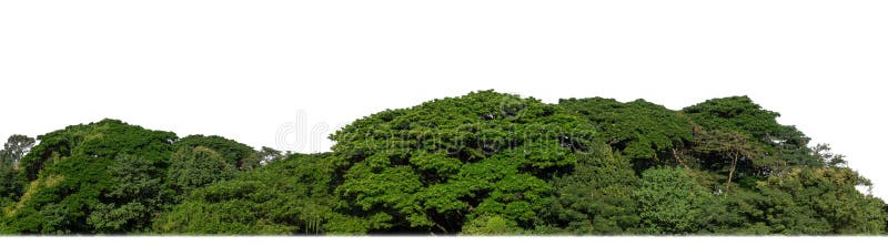 A Group of Rich Green Trees High Resolution on White Background . Stock ...