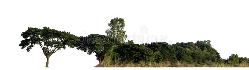 A Group of Rich Green Trees High Resolution on White Background . Stock ...