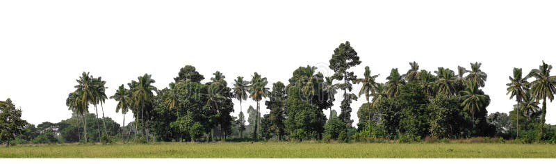 A Group of Rich Green Trees High Resolution on White Background Stock ...