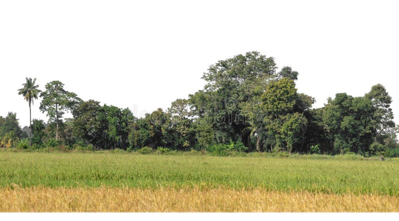 A Group of Rich Green Trees High Resolution on White Background . Stock ...