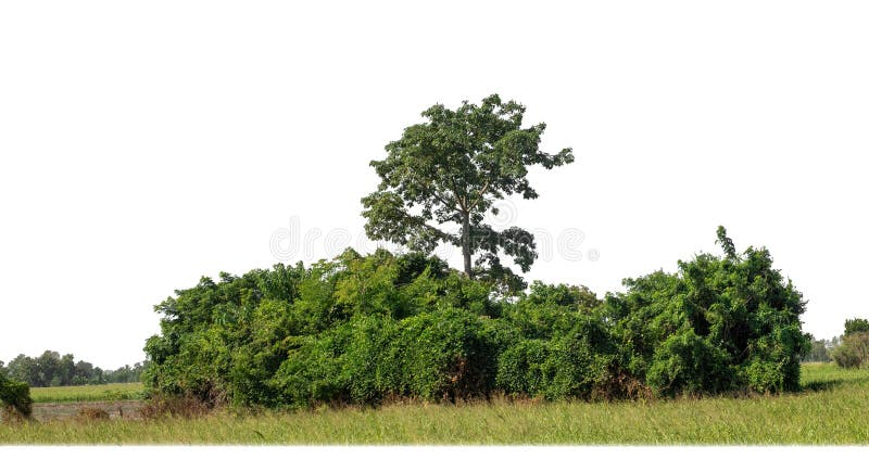 A Group of Rich Green Trees High Resolution on White Background . Stock ...