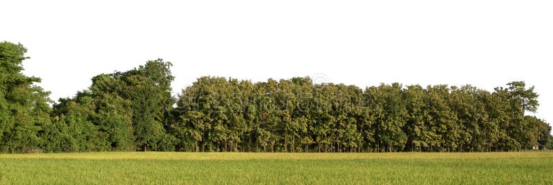 A Group of Rich Green Trees High Resolution on White Background. Stock ...