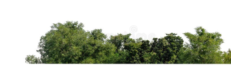 A Group of Rich Green Trees High Resolution on White Background . Stock ...