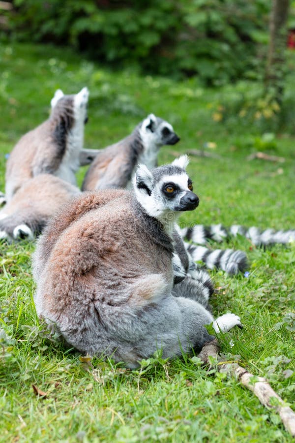 Group Of Ring-tailed Lemurs Stock Photo - Image of tailed, animal: 7441764