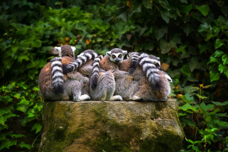 Group of Ring-Tailed Lemurs Huddled Together on a Large Tree Stump ...