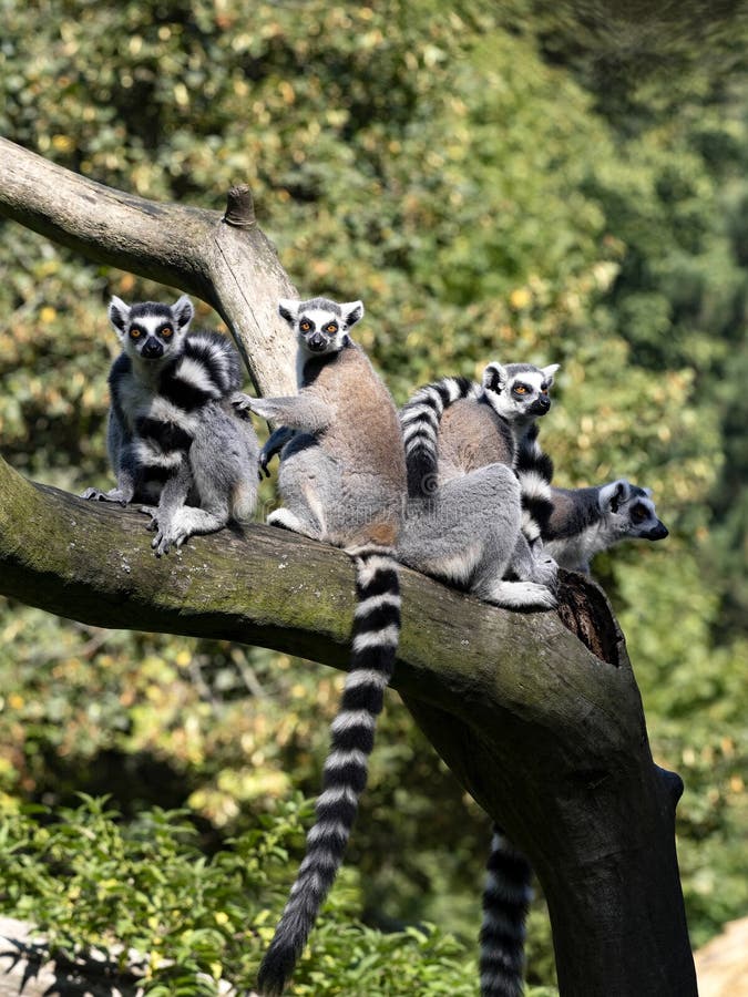 Group of Ring-tailed Lemurs, Lemur Catta, Sit on a Trunk and Look ...