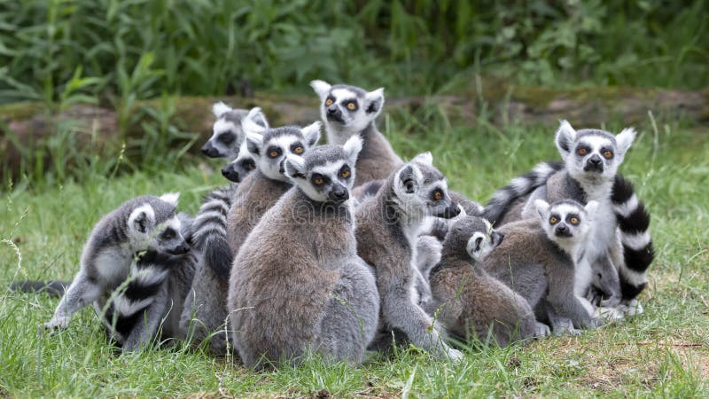 Ring Tailed lemurs stock image. Image of furry, ring - 123378923
