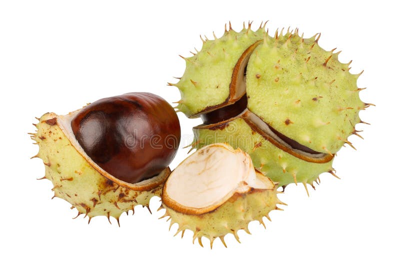 896 Ripe Conker Stock Photos - Free & Royalty-Free Stock Photos from ...
