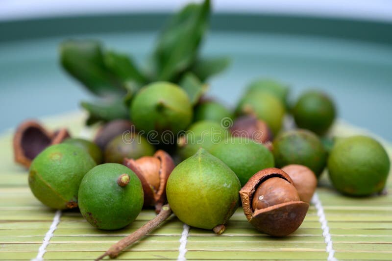 Macadamia tree stock image. Image of tree, garden, nuts - 95650357