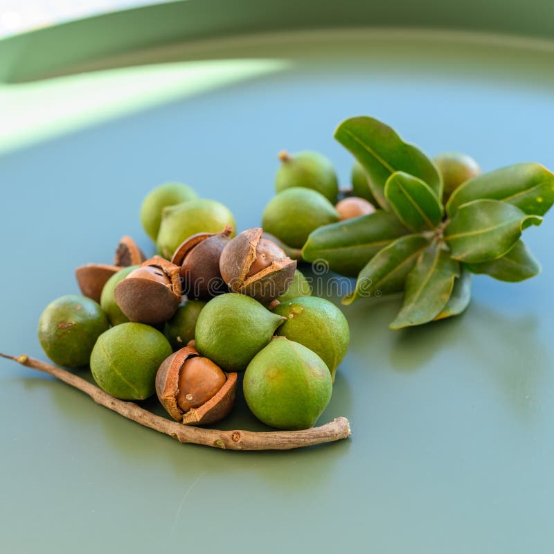 Macadamia tree stock image. Image of tree, garden, nuts - 95650357