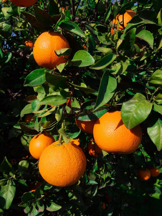 Group of Ripe Orange Hanging on a Tree Stock Image - Image of produce ...