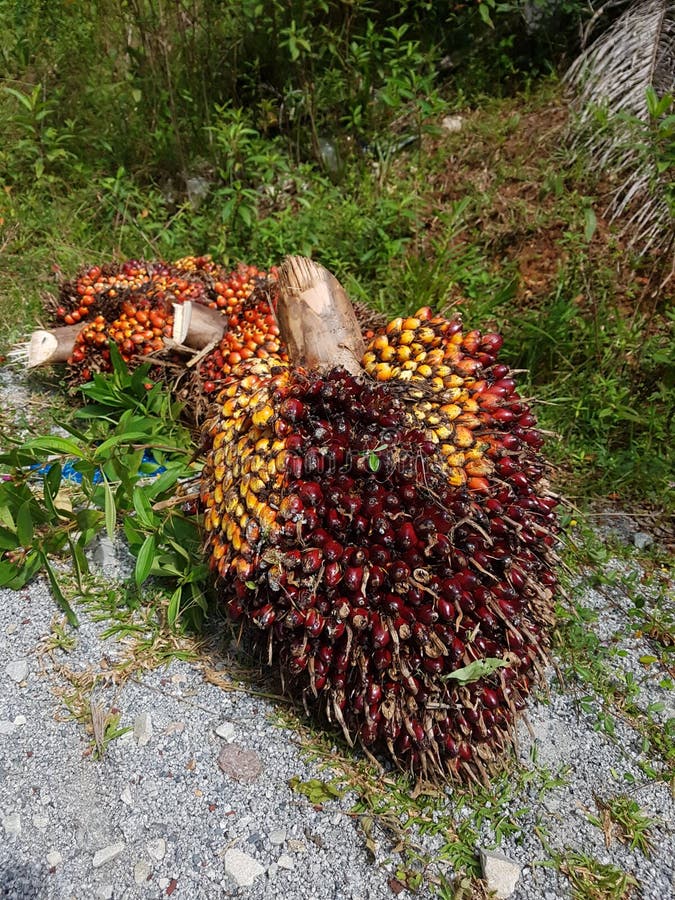 Group of Ripe Palm Fruit after Harvest at the Ground Stock Image ...