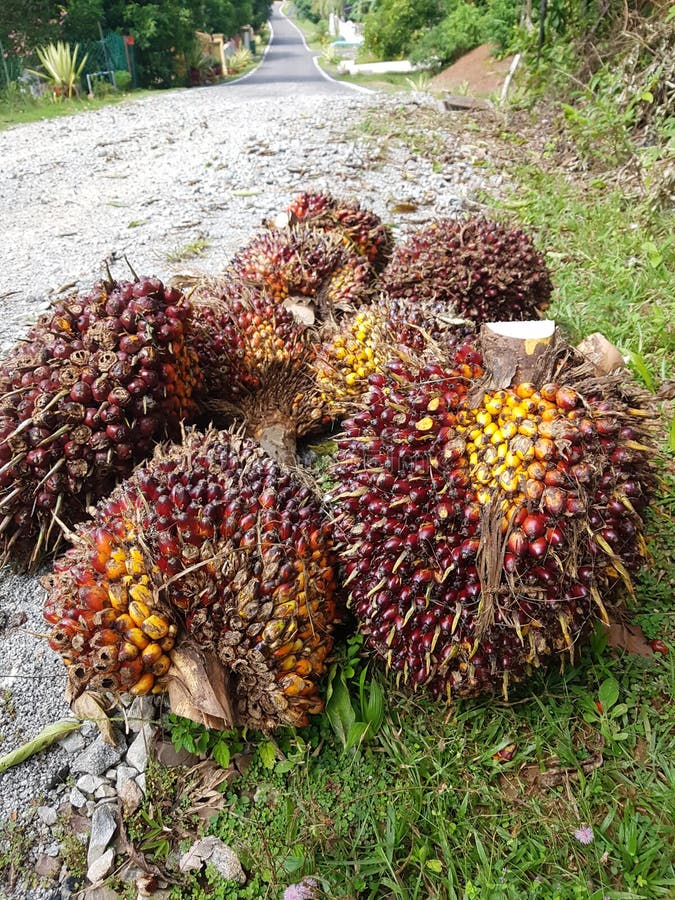 Group of Ripe Palm Fruit after Harvest at the Ground Stock Image ...