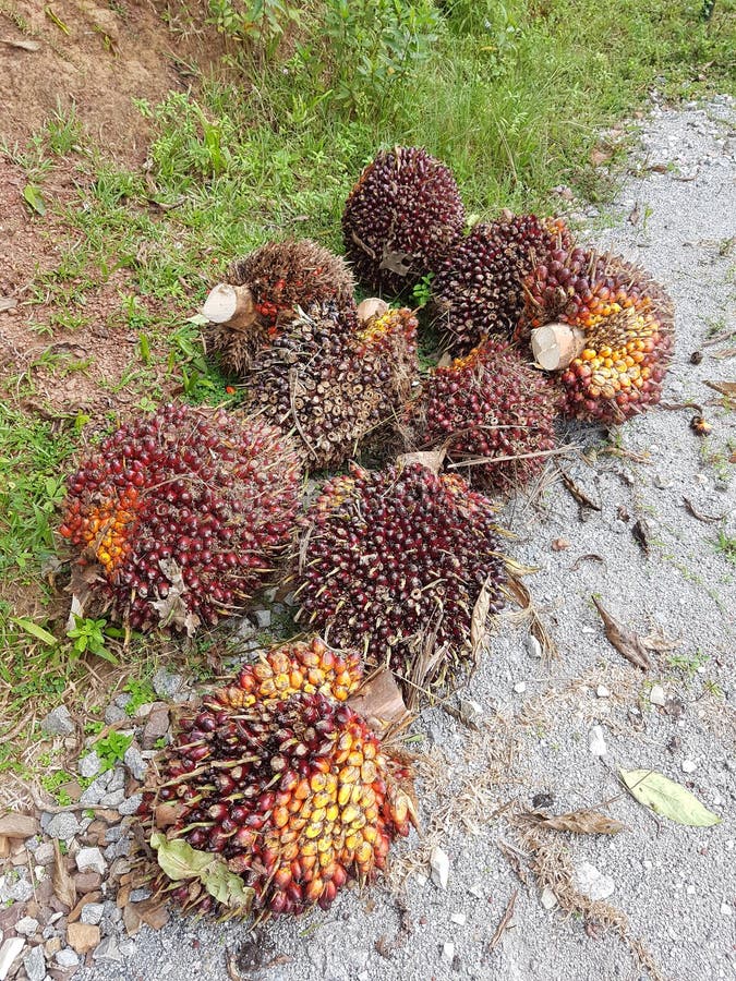Group of Ripe Palm Fruit after Harvest at the Ground Stock Photo ...