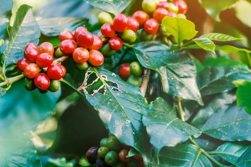 Coffee berries on its tree stock image. Image of bush - 119475299