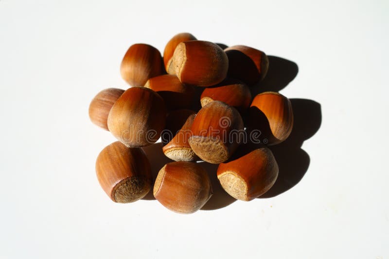 Group of Ripe Brown Hazel Nuts Stock Photo - Image of hazel, entire ...