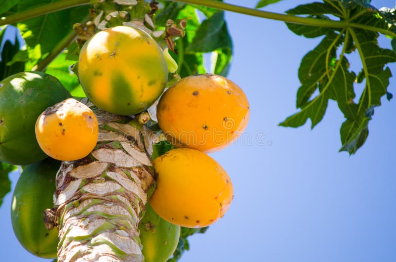 Group of Ripe Round Papaya on a Tree. Stock Image - Image of green ...