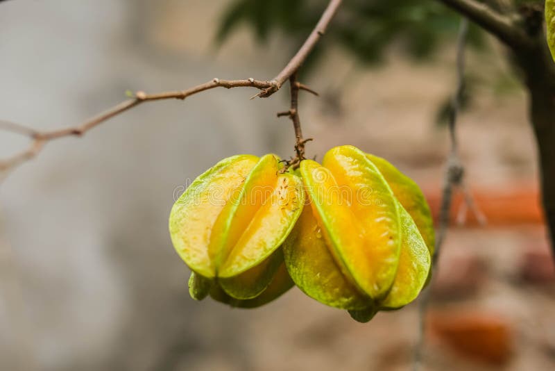 Ripe Starfruit Fruits Have Been Harvested and Displayed for Sale. Stock ...