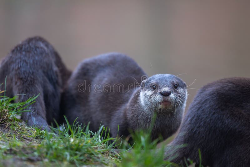 Group of River Otters Relaxing on the Green Grass Stock Photo - Image ...