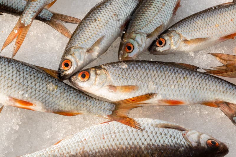 Group of Roach Laying on Snow Stock Image - Image of winter, bunch ...