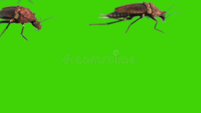 Group of Roaches Walks Green Screen Side 3D Rendering Animation 4K ...