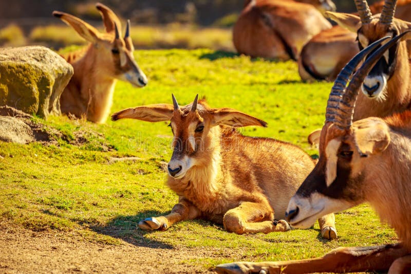 Roan Antelope stock photo. Image of bovidae, niger, america - 112444332