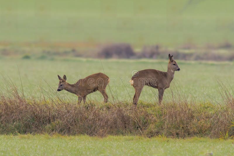 Group of Roe Deer in a Field in Autumn Stock Image - Image of deer ...