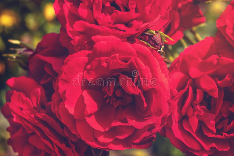 Romantic Red Roses Flowers Petals Stock Image - Image of detail, garden ...