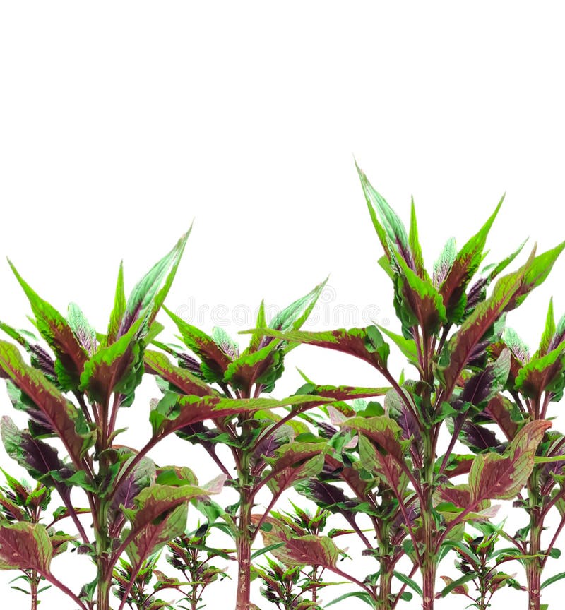 A Group of Rooster Comb Plants with Green Leaves and Red Stems Stock ...
