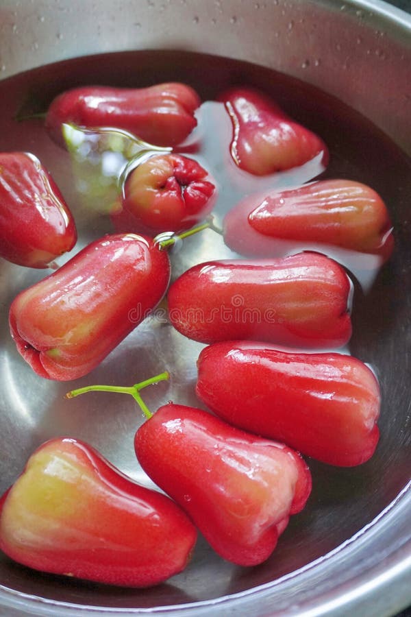 Group of Rose Apple Washing in Basin, Close Up Shot Stock Image - Image ...