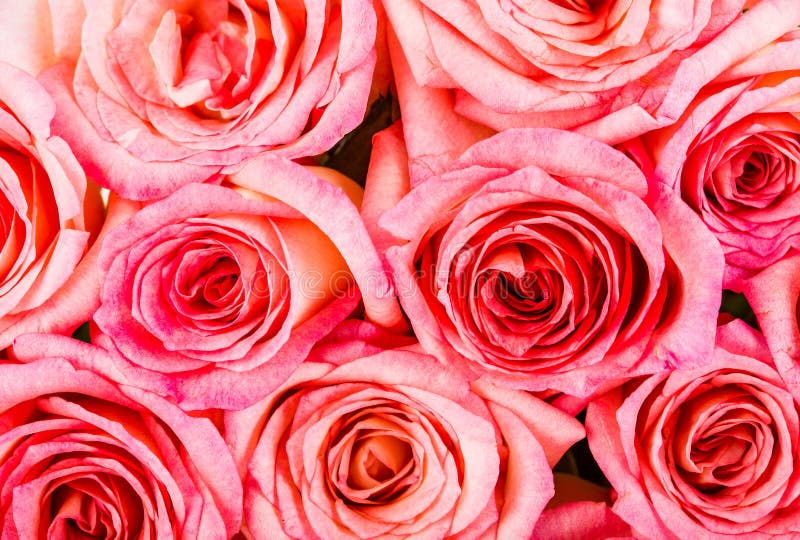 Group Of Rose Isolated On White Background Stock Photo - Image of pink ...