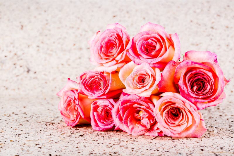 Group of Rose Isolated on White Background Stock Image - Image of group ...