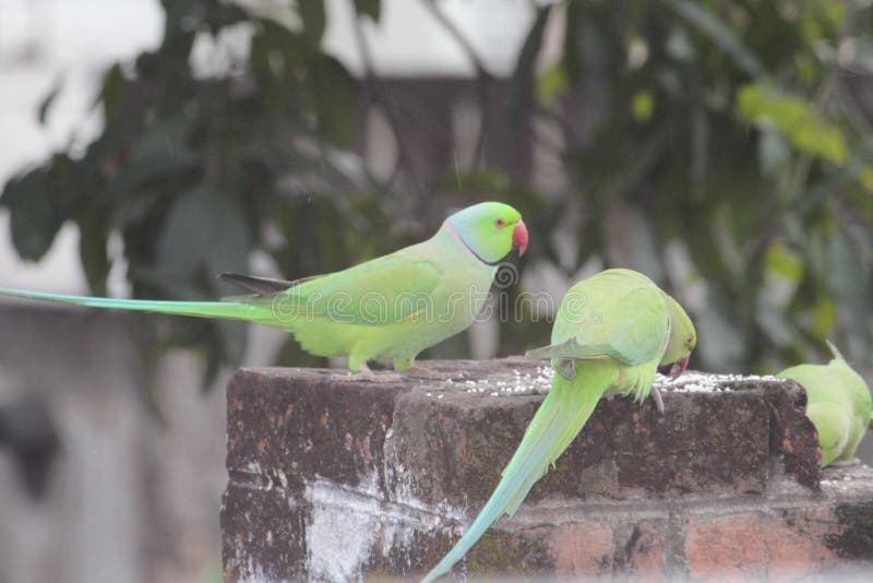 A Group of Parrots are Feeding Together Stock Photo - Image of flying ...