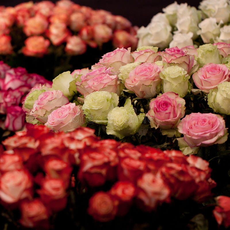 A Group of Roses in Different Colors Stock Illustration - Illustration ...