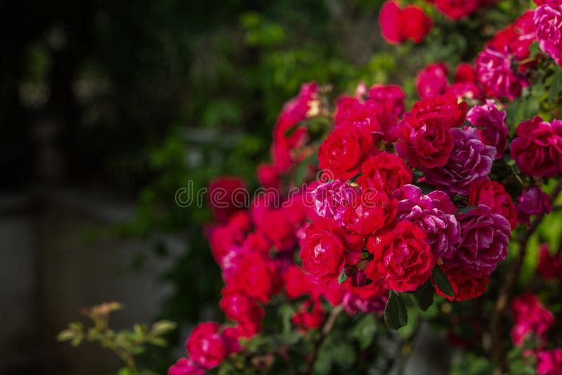 Group of Roses with Red Leaves Stock Image - Image of isolated, bush ...