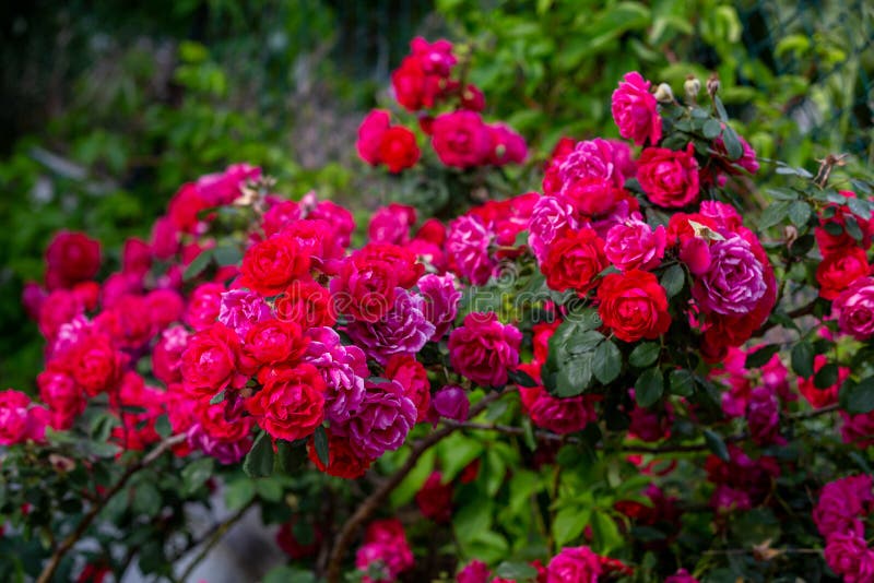 Group of Roses with Red Leaves Stock Image - Image of beautiful ...