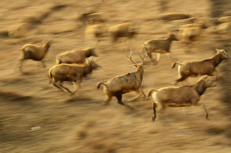 A Group of Running Elk in Elk Refuge at Dafeng Coastal Beach,China ...