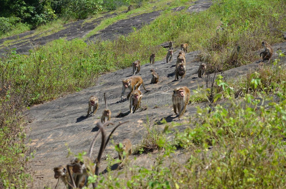 Group of Running Monkeys in a Field Under the Sunlight at Daytime Stock ...