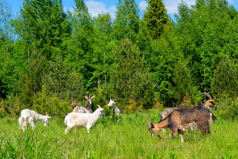 Group of Rural Goats Grazing on a Meadow Stock Image - Image of ...